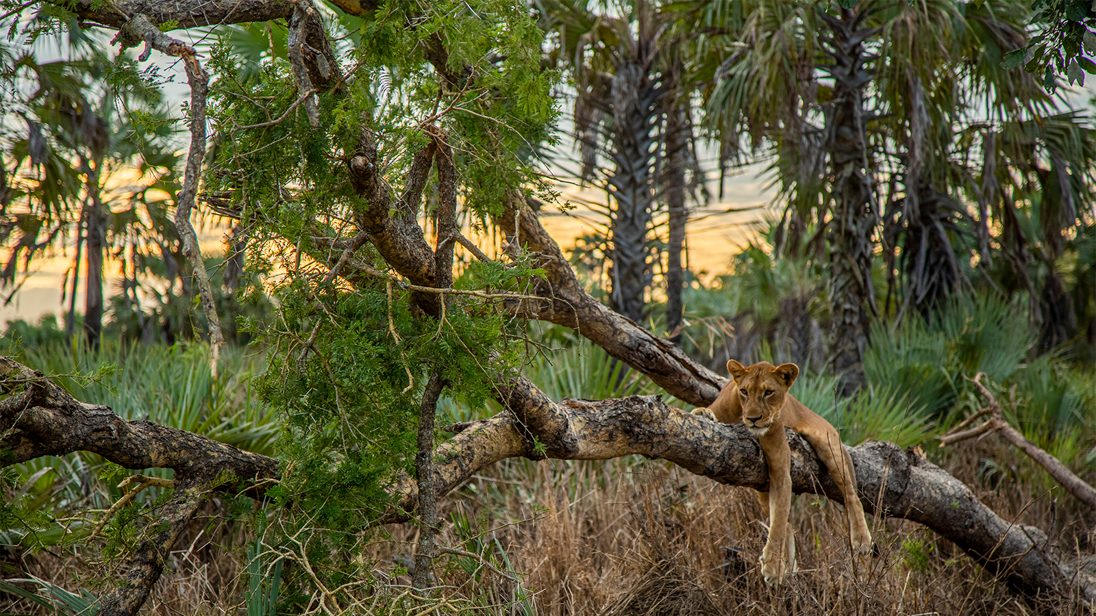 Travel: Where The Rewilding Is – Five Places To Get Even Closer To ...