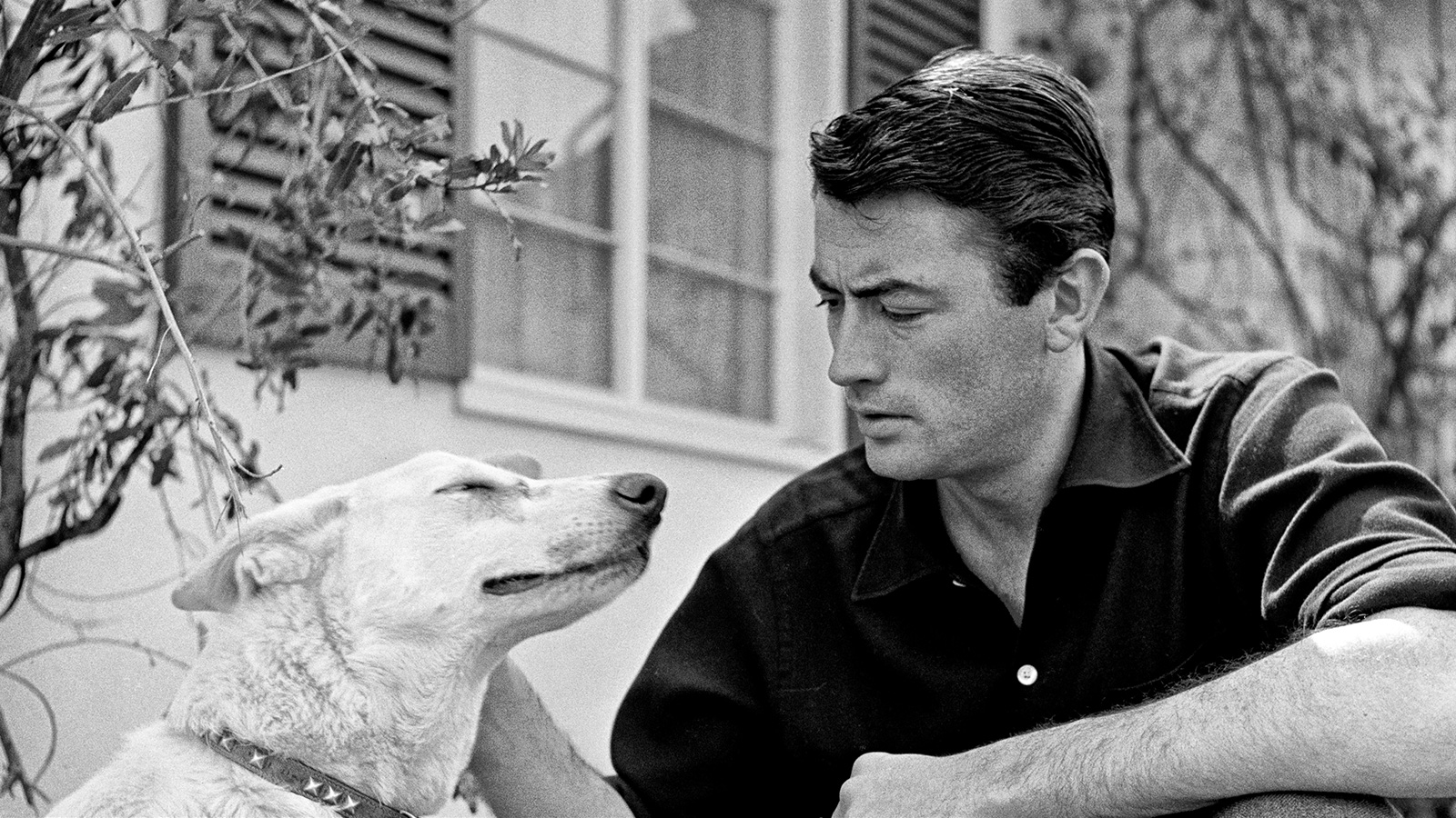 Ten Of The World’s Most Masculine Dogs | The Journal | MR PORTER